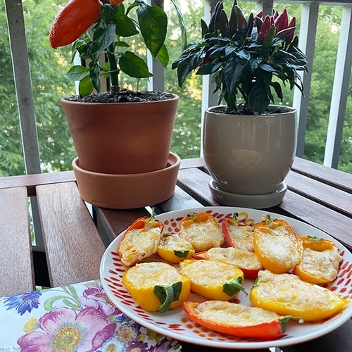 Grilled Cheesy Snack Peppers – Kitchen Minis Recipes